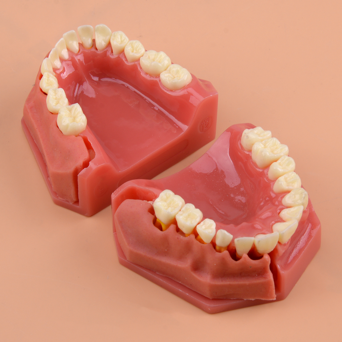 Dental Deciduous Teeth Permanent Tooth Alternate Demonstration Teach